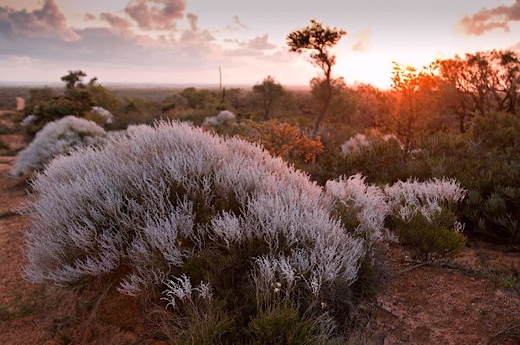 Flower Essence Aromatherapy • Restoring Quality Life with Wildflowers ...
